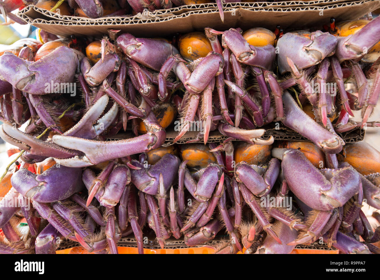 Mangrovenkrabben ucides occidentalis -Fotos und -Bildmaterial in hoher ...