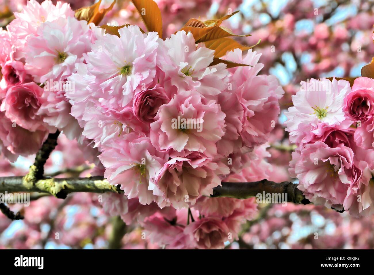 Kirschbaum Allee Stockfotos & Kirschbaum Allee Bilder - Alamy