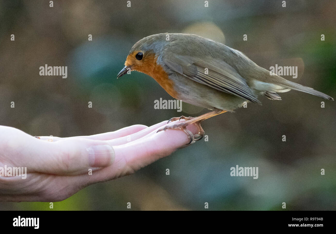 Robin hand -Fotos und -Bildmaterial in hoher Auflösung – Alamy
