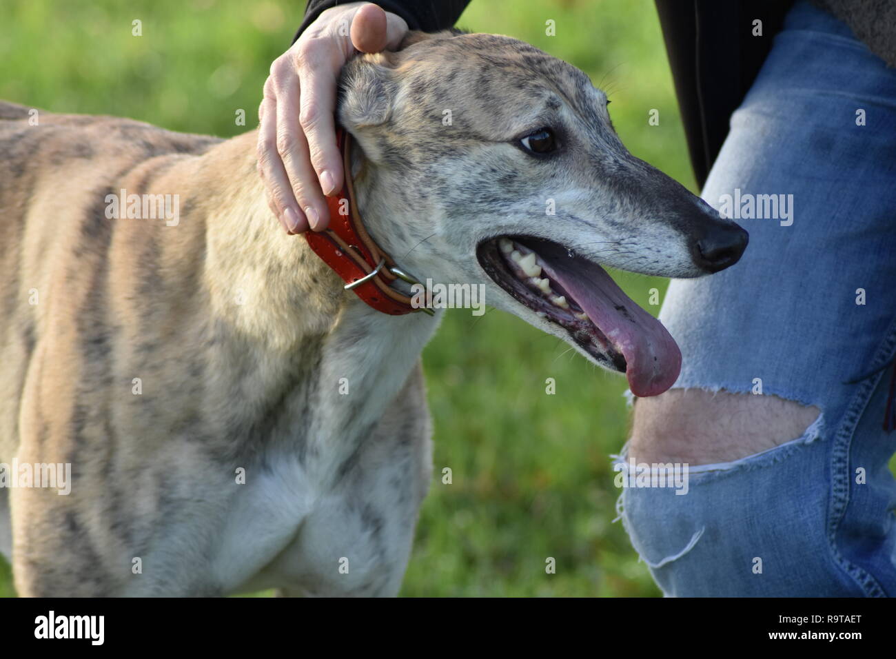 Windhund sluki -Fotos und -Bildmaterial in hoher Auflösung – Alamy