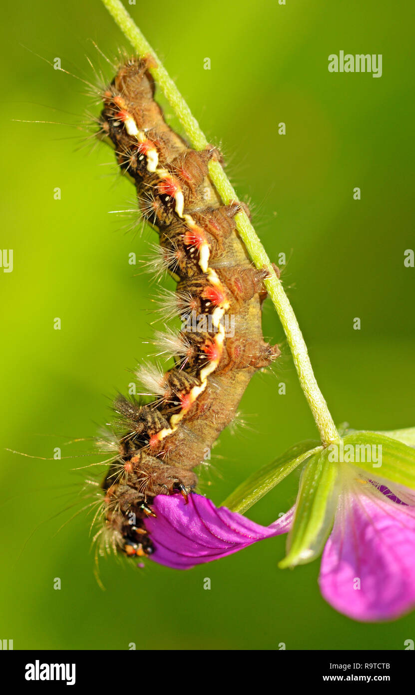 Raupe frisst blatt -Fotos und -Bildmaterial in hoher Auflösung – Alamy
