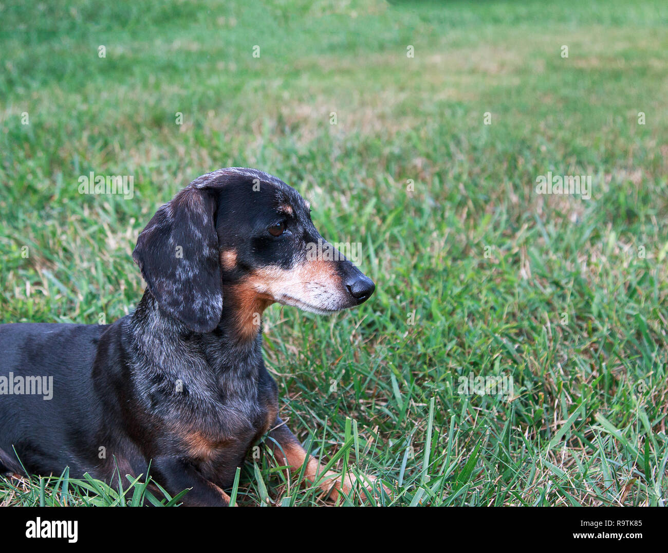 Dackel lange haare -Fotos und -Bildmaterial in hoher Auflösung – Alamy