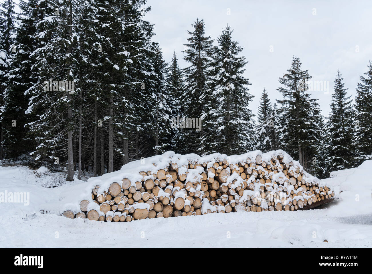 Tanne Stamm geschnitten und am Rande eines Waldes im Winter im Trentino ...