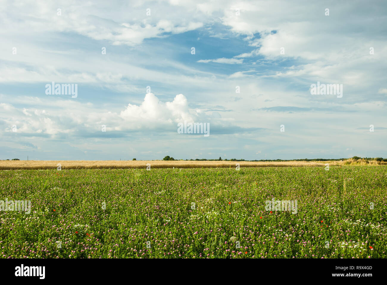 Wiesen kleeblatt -Fotos und -Bildmaterial in hoher Auflösung – Alamy