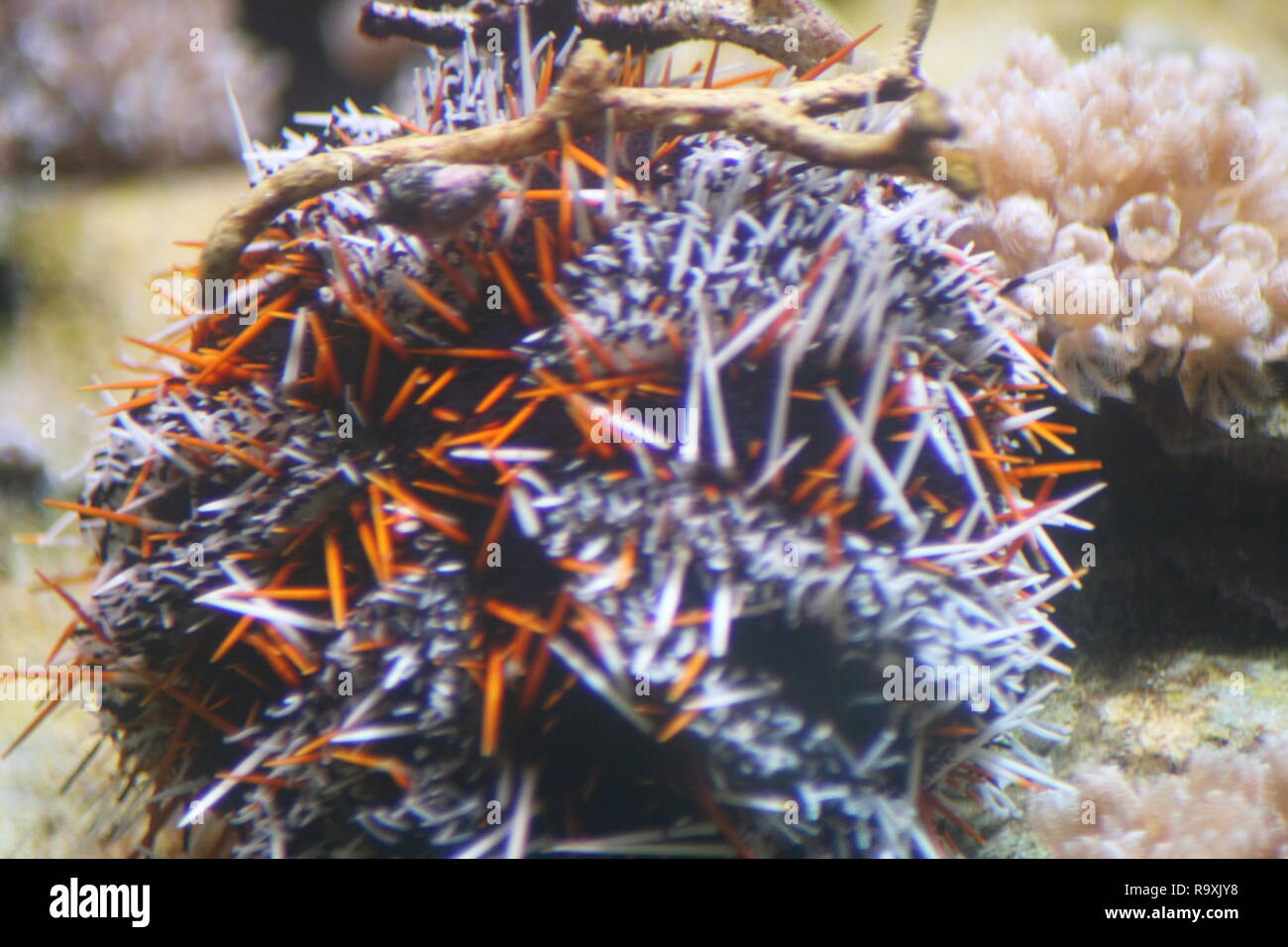 Echinoidea unterwasser -Fotos und -Bildmaterial in hoher Auflösung – Alamy