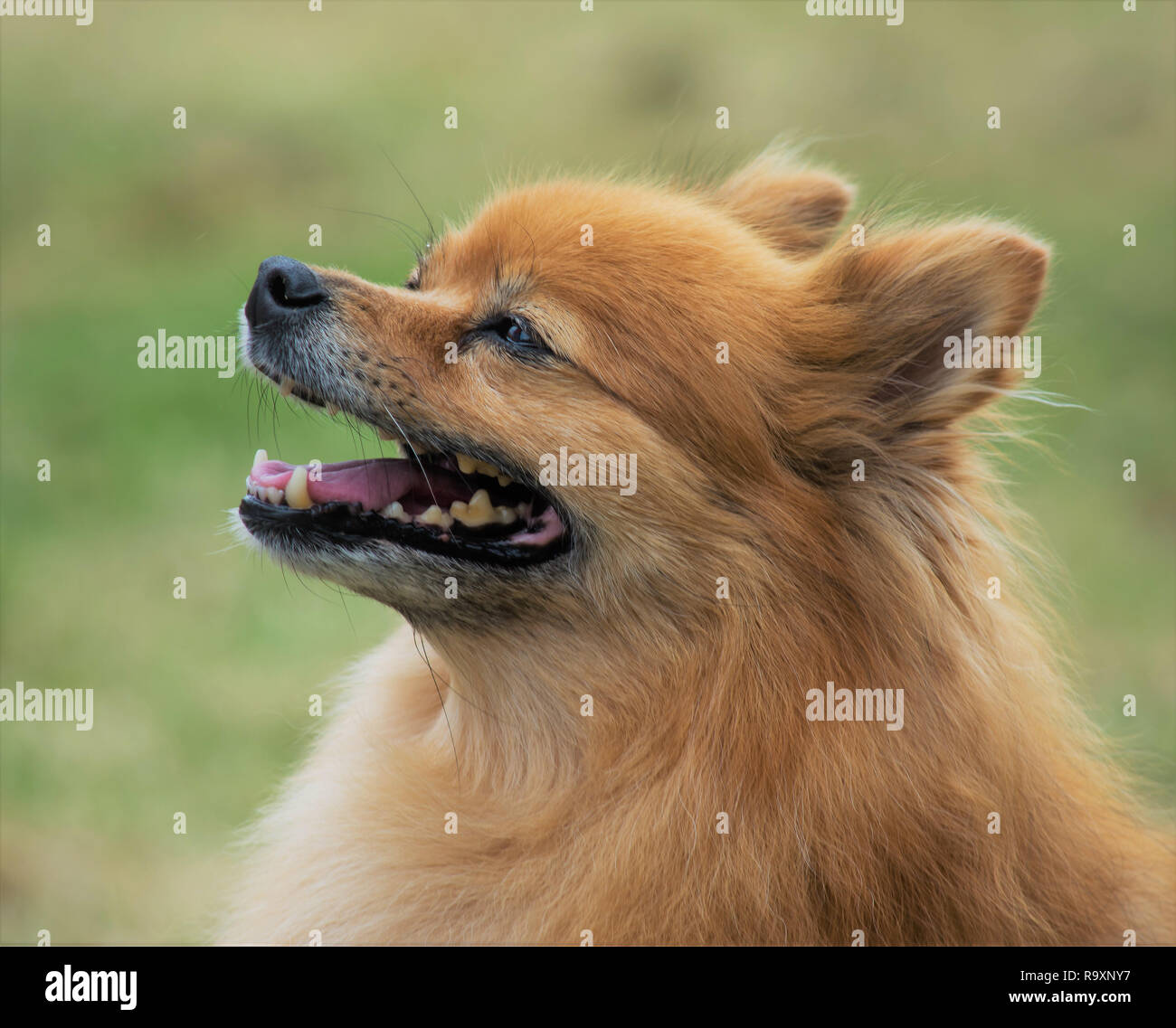 Hund seitenprofil des kopfes -Fotos und -Bildmaterial in hoher ...