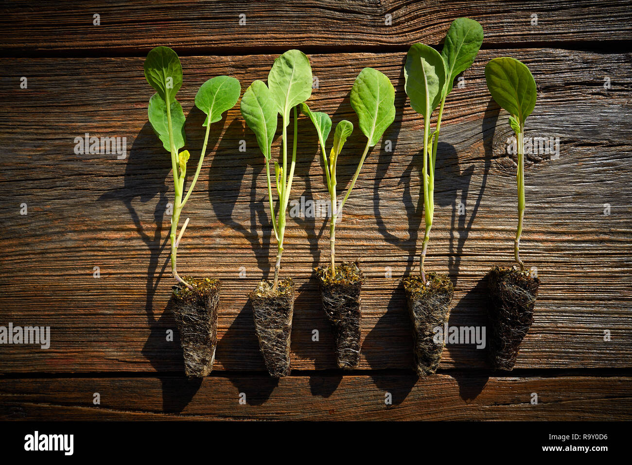 Kohl Blumenkohl Keimlingen sprossen Bereit zum Auspflanzen oder ...