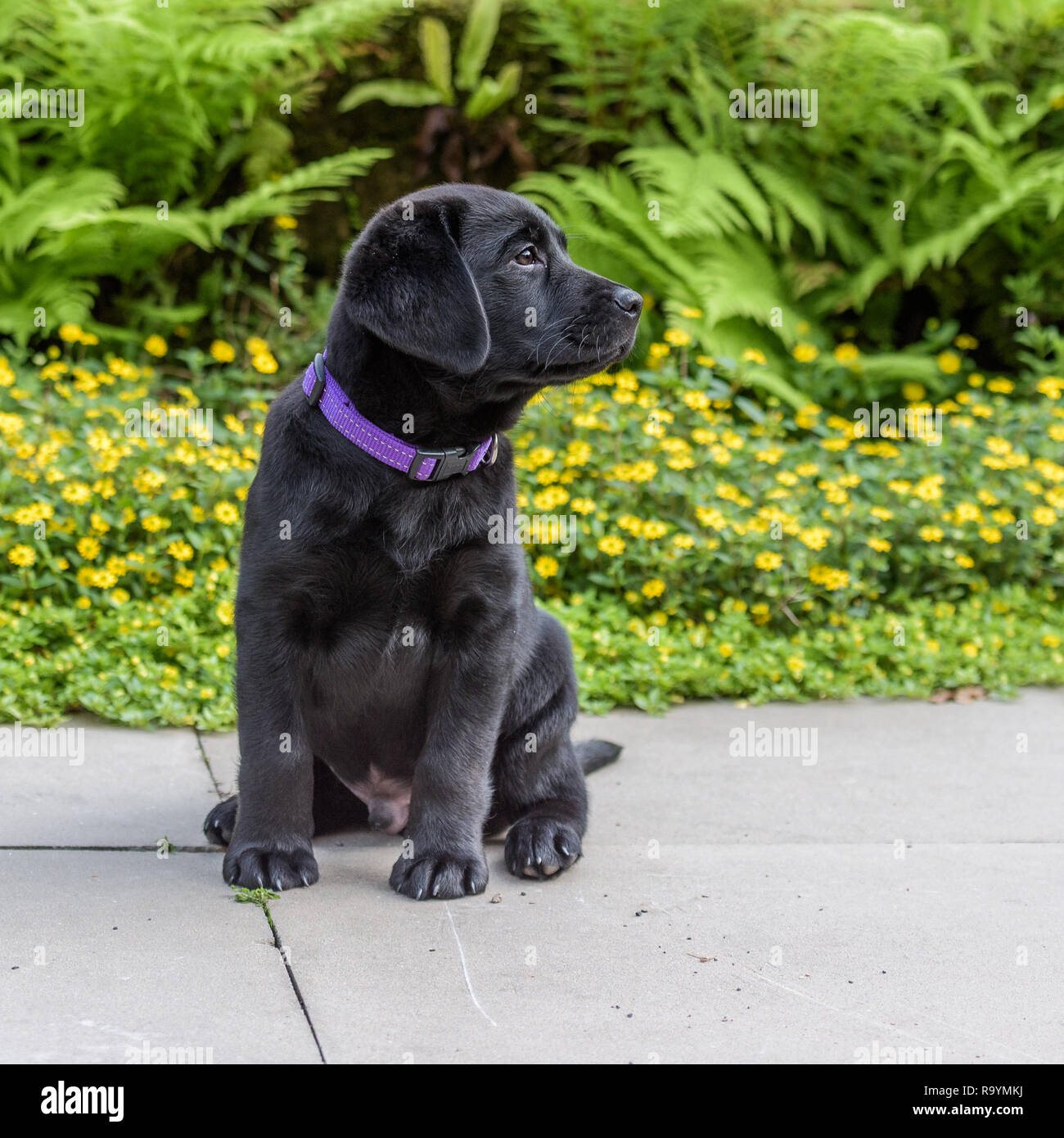 Black labrador retriever puppy -Fotos und -Bildmaterial in hoher ...