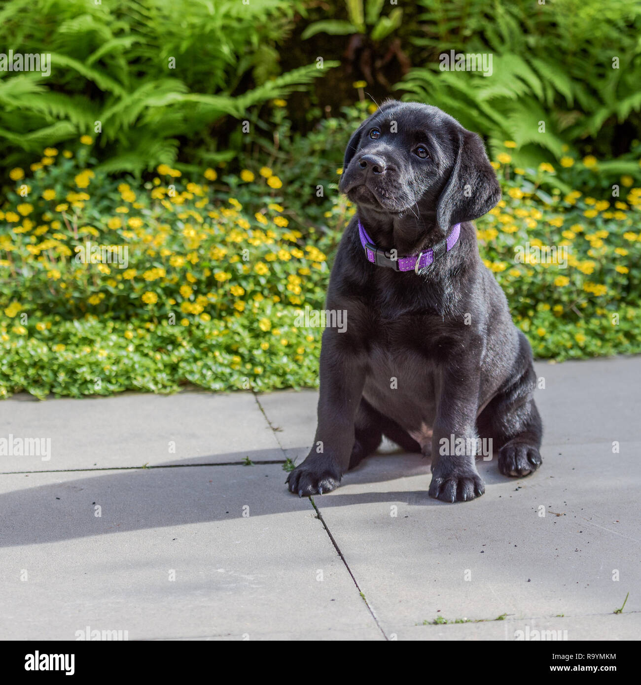 9 Wochen alter schwarzer Labrador Retriever Welpen in den Garten ...
