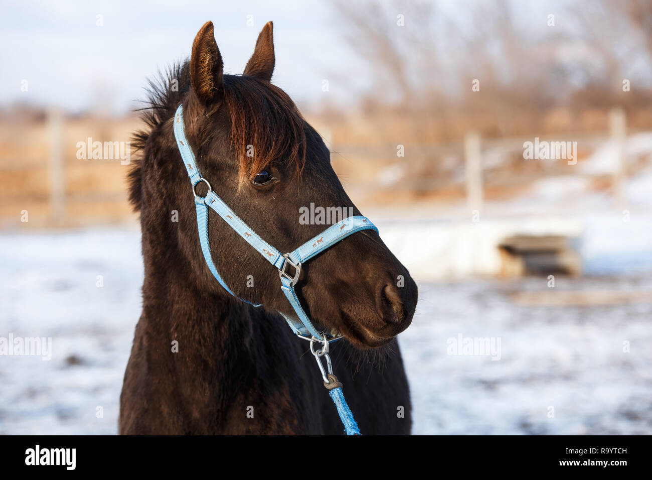 Friese hengst schnee -Fotos und -Bildmaterial in hoher Auflösung – Alamy