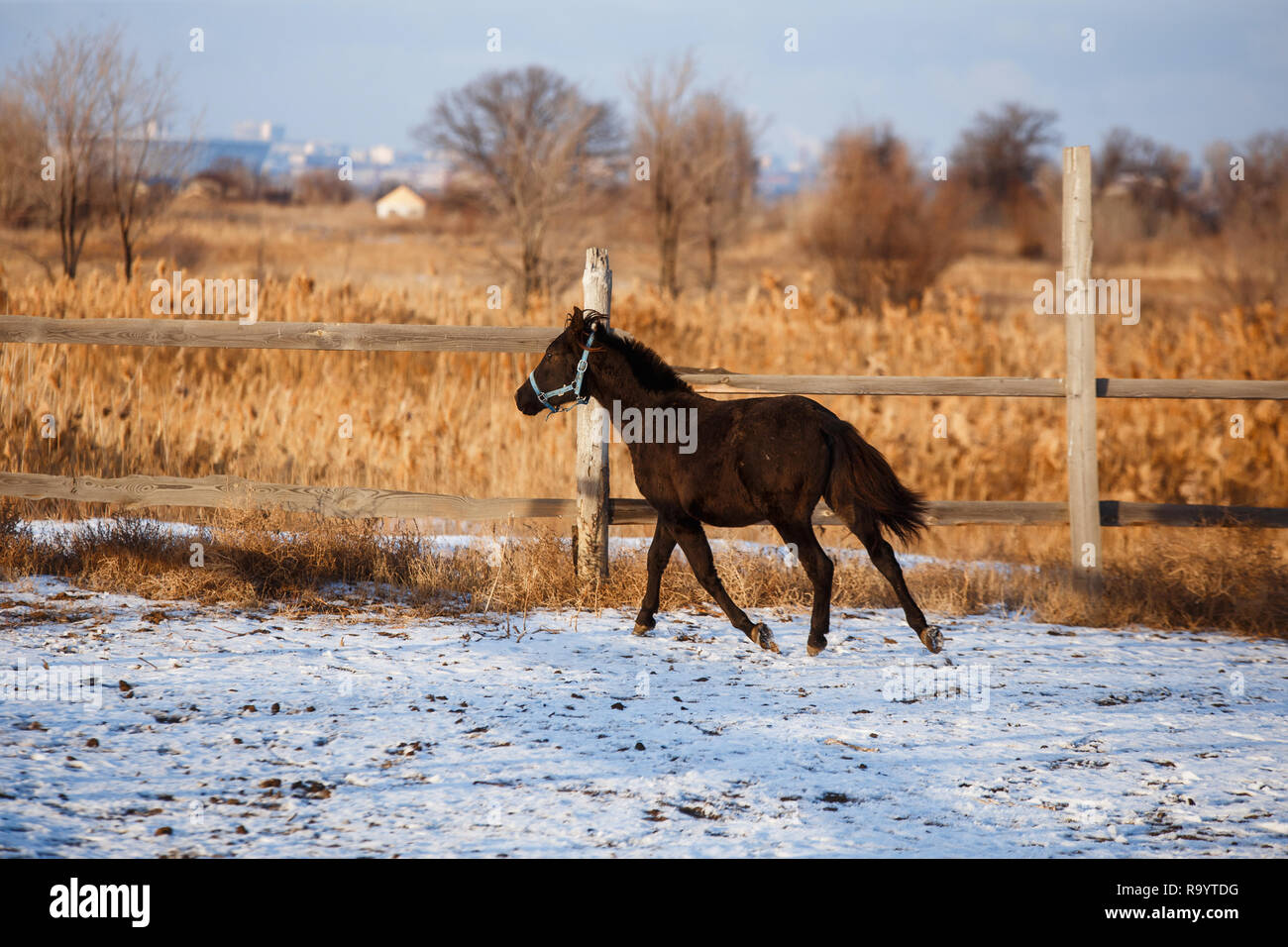 Friese Hengst Schnee Stockfotos und -bilder Kaufen - Alamy