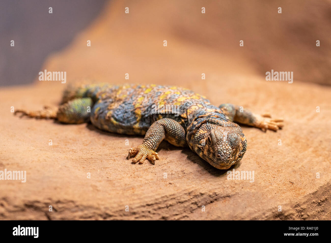 Afrikanische Stachelige Echsen Stockfotos und -bilder Kaufen - Alamy