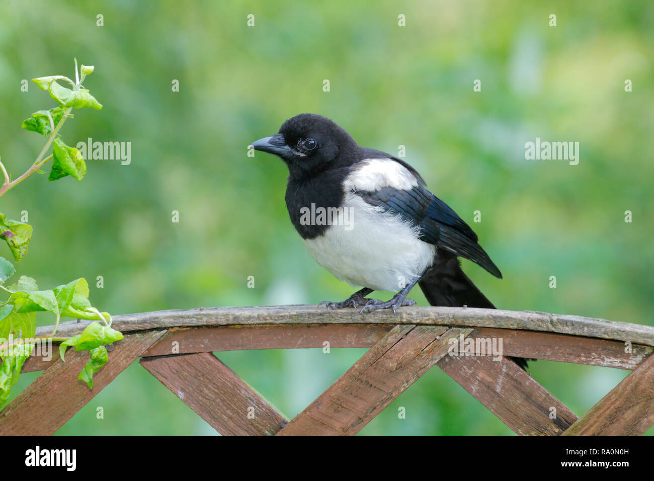 Junge elster -Fotos und -Bildmaterial in hoher Auflösung – Alamy