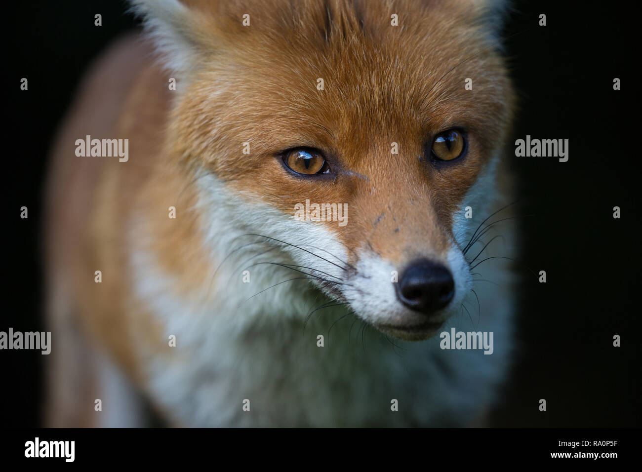 Schwarz roter fuchs -Fotos und -Bildmaterial in hoher Auflösung – Alamy