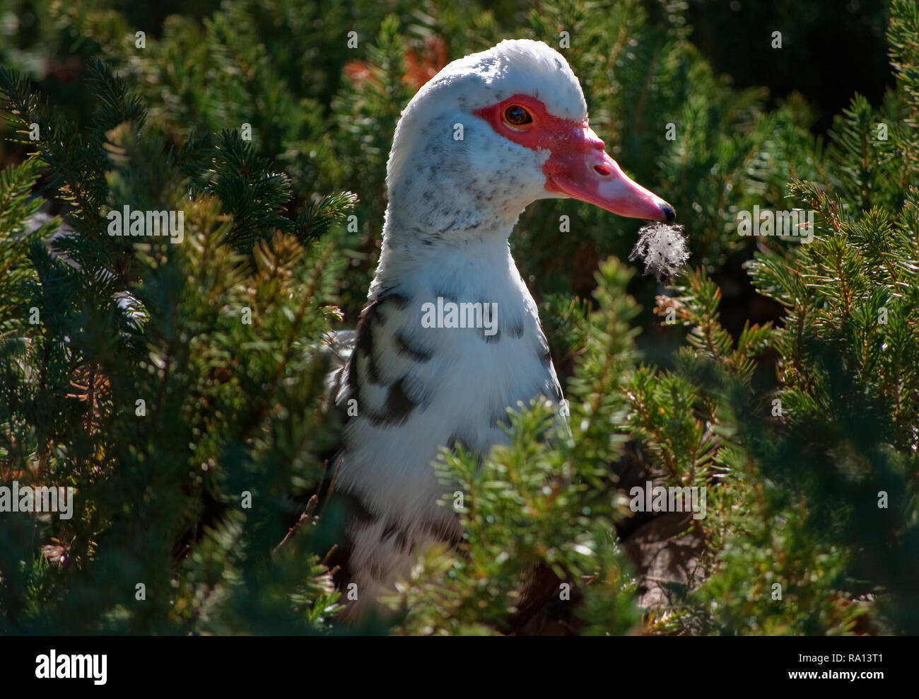 Eine inländische Muscovy duck Nester in der Sonne bei Highland Park in ...
