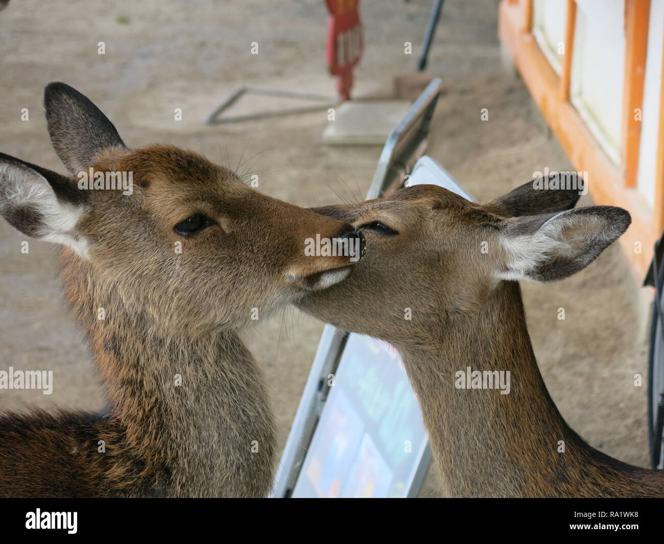 Hirsche Miyajima Stockfotos und -bilder Kaufen - Alamy