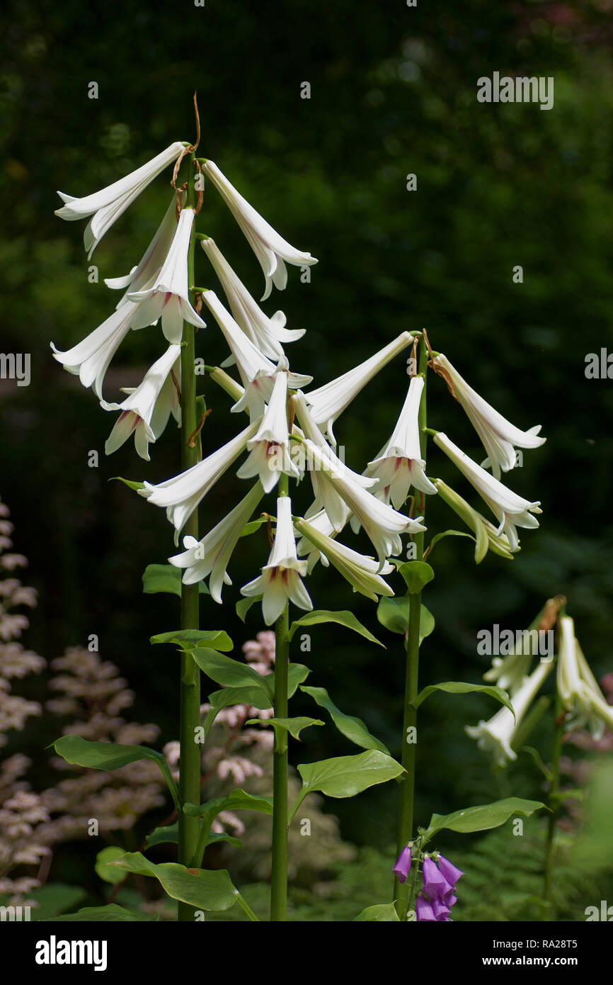 Cardiocrinum giganteum -Fotos und -Bildmaterial in hoher Auflösung – Alamy