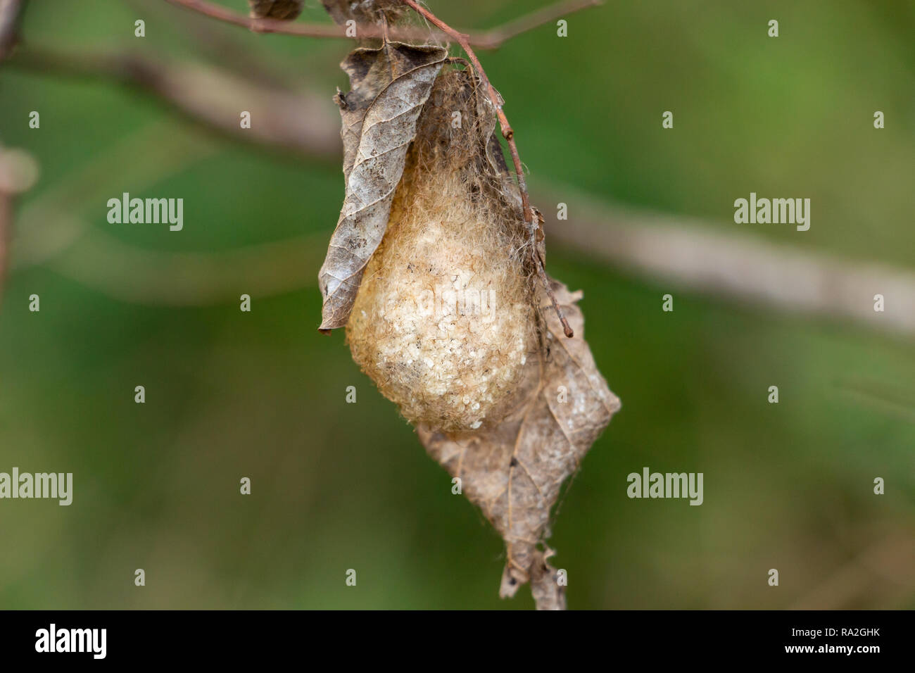 Polyphemus motte antheraea polyphemus -Fotos und -Bildmaterial in hoher ...