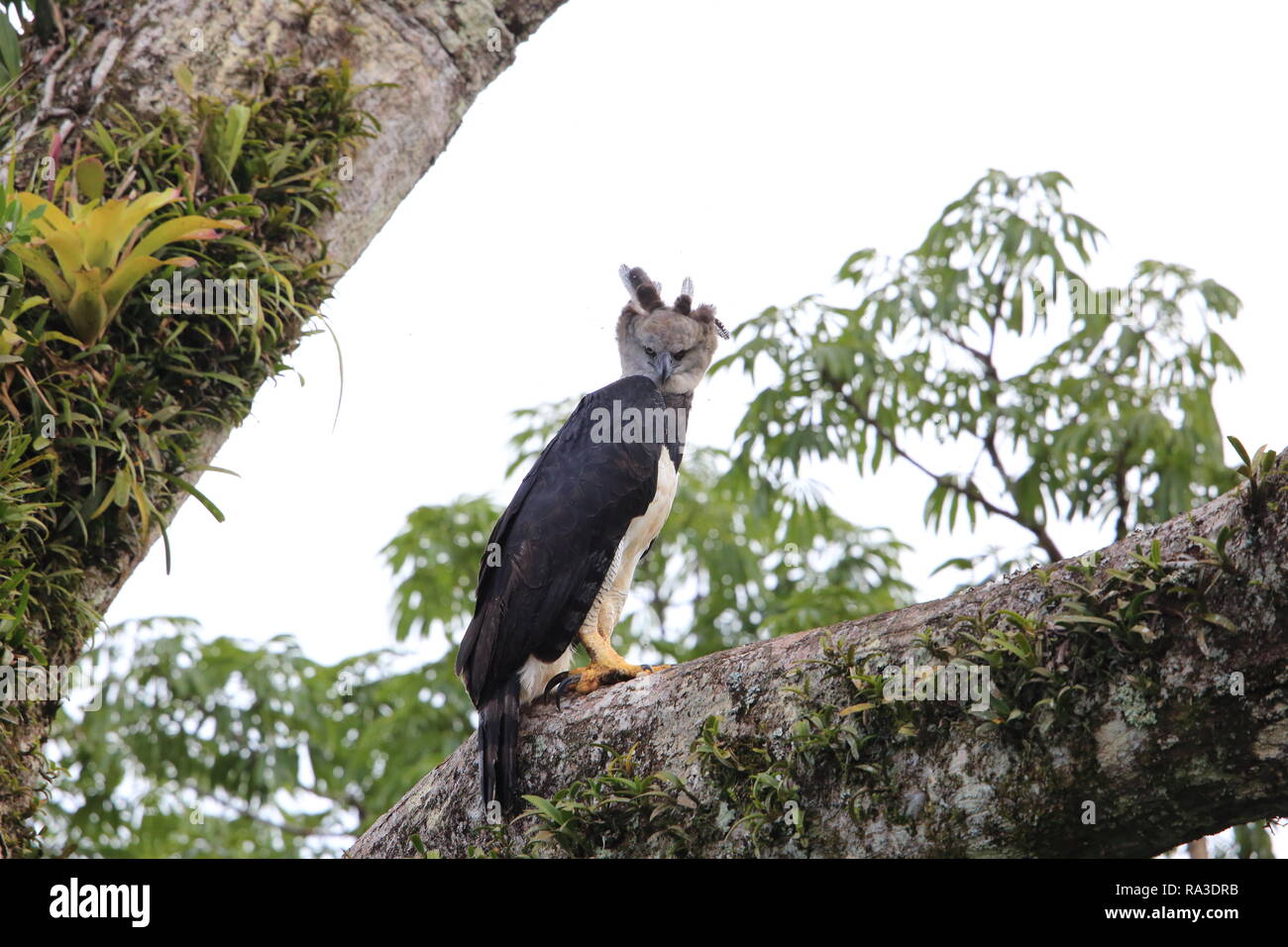 Harpy eagle -Fotos und -Bildmaterial in hoher Auflösung – Alamy
