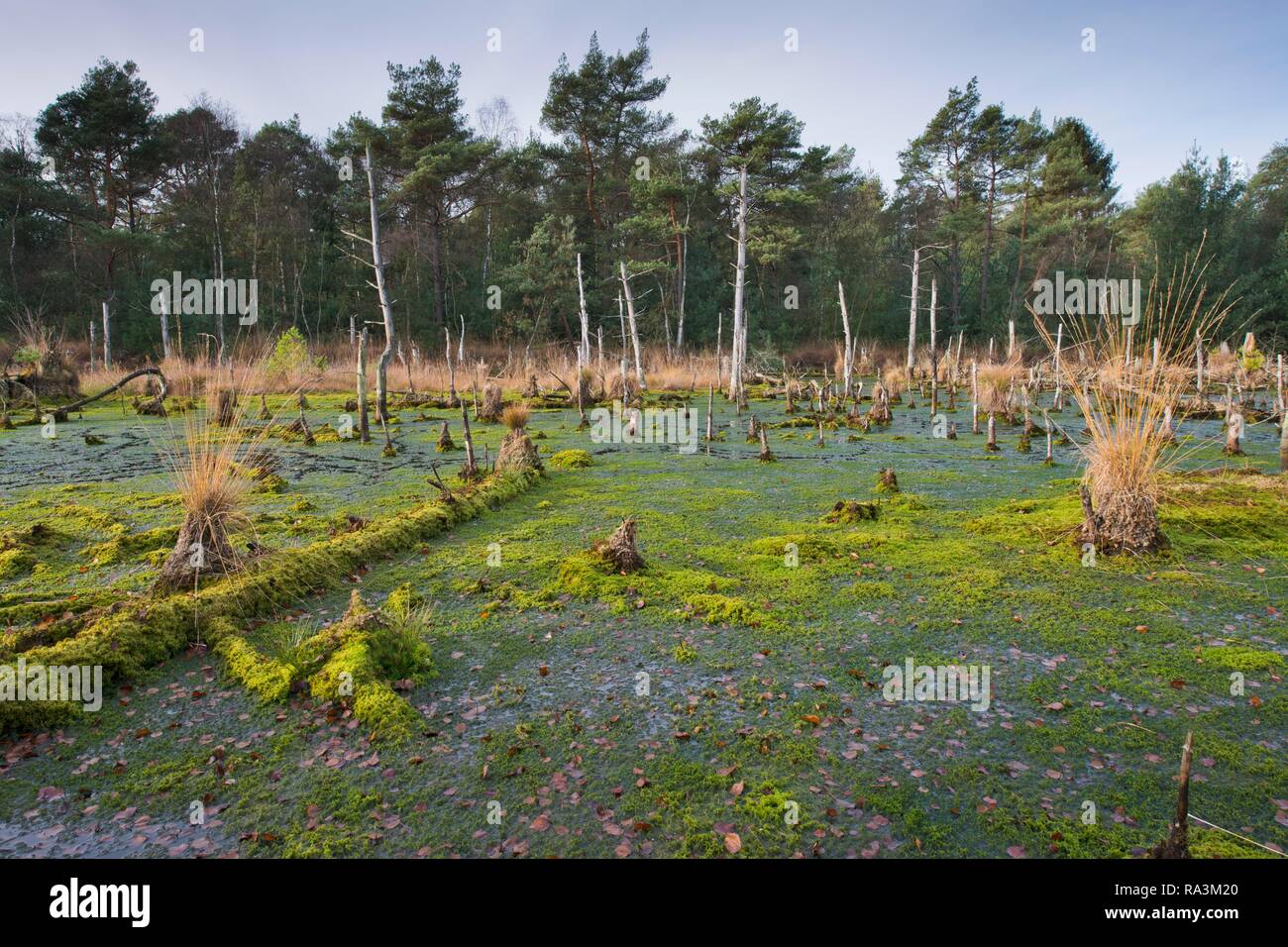 Torfmoos sphagnum spec -Fotos und -Bildmaterial in hoher Auflösung – Alamy