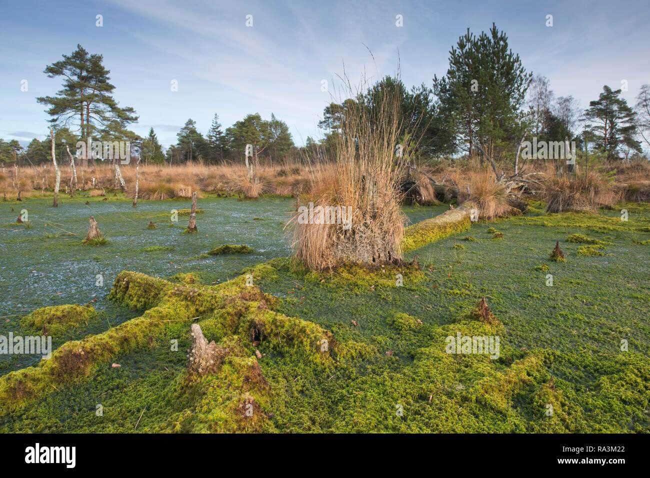 Torfmoos sphagnum spec -Fotos und -Bildmaterial in hoher Auflösung – Alamy