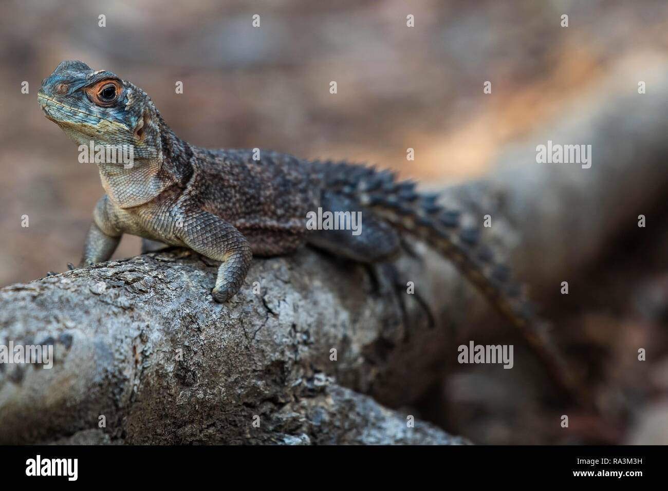 Collared iguanid -Fotos und -Bildmaterial in hoher Auflösung – Alamy