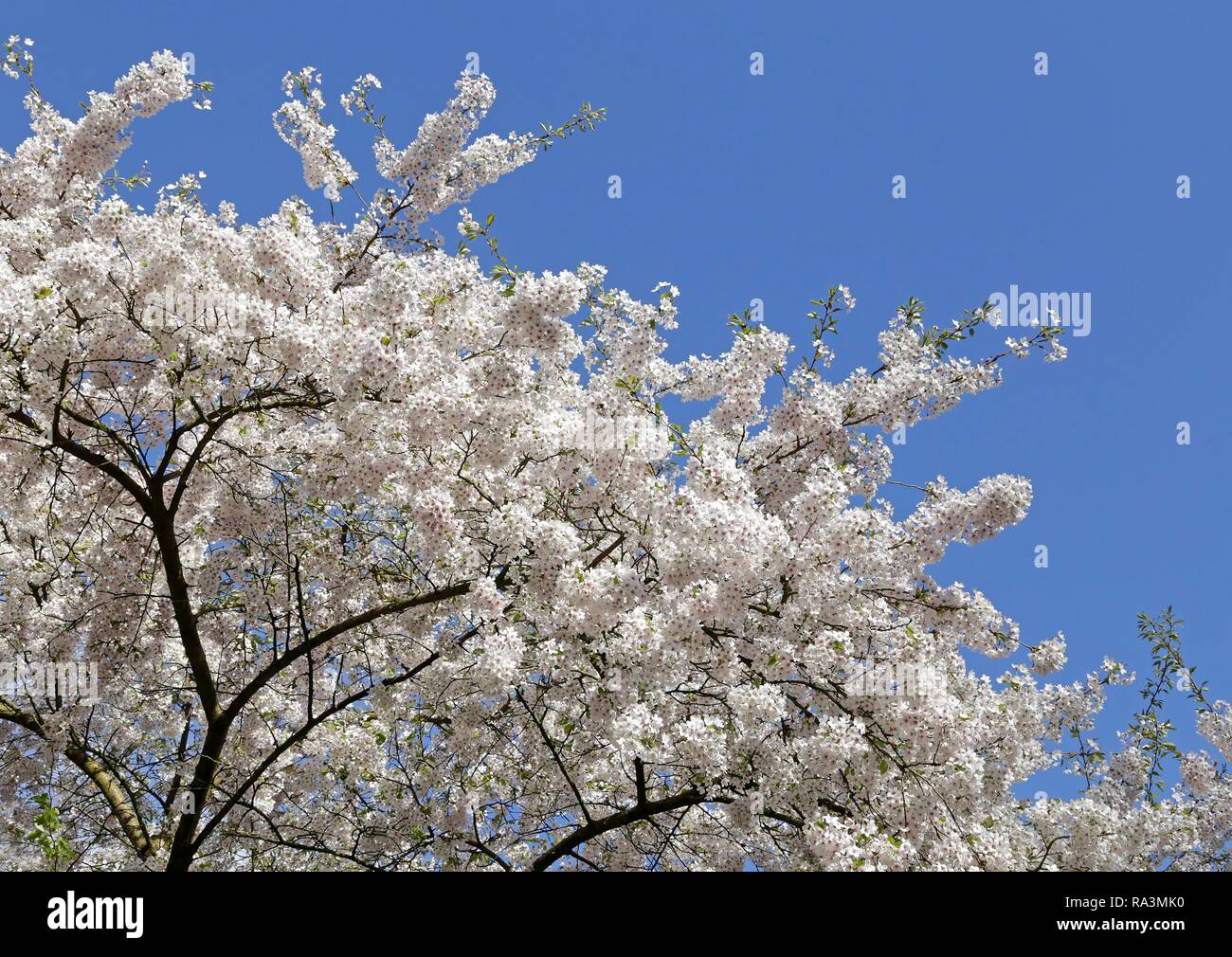 Kirsche kirschbaum -Fotos und -Bildmaterial in hoher Auflösung – Alamy