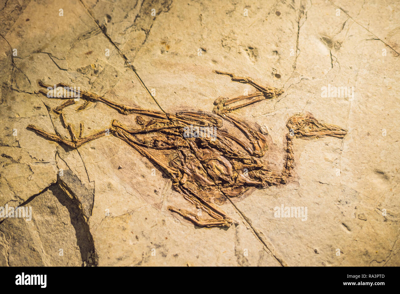 Peking, China, 16. Oktober 2018: terodactyl Fossil, Pterodactilus ...