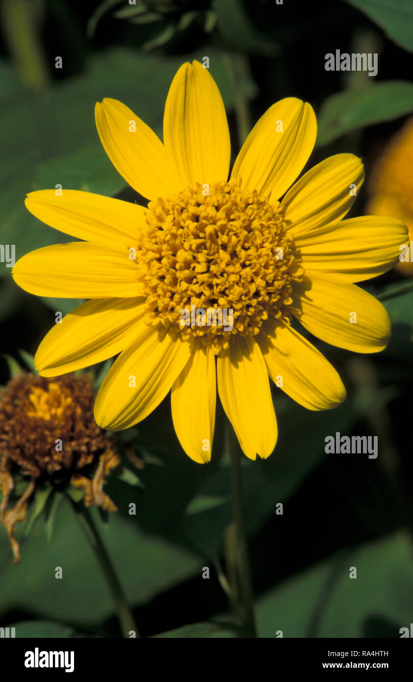Helianthus x oder Multiflorus 'Capenoch Star' Stockfotografie - Alamy