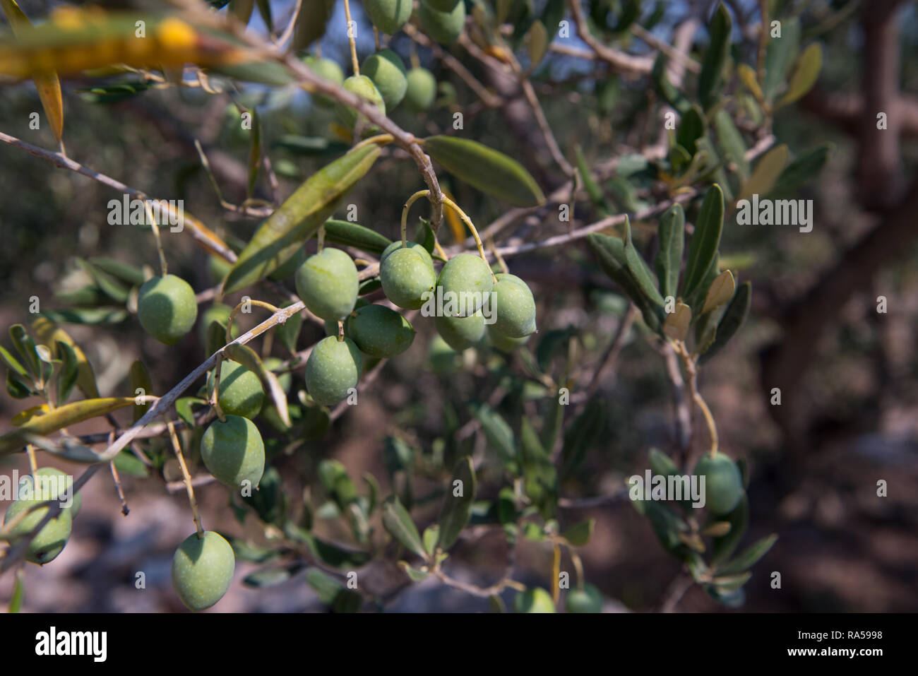 Small Olive Tree Stockfotos & Small Olive Tree Bilder - Alamy