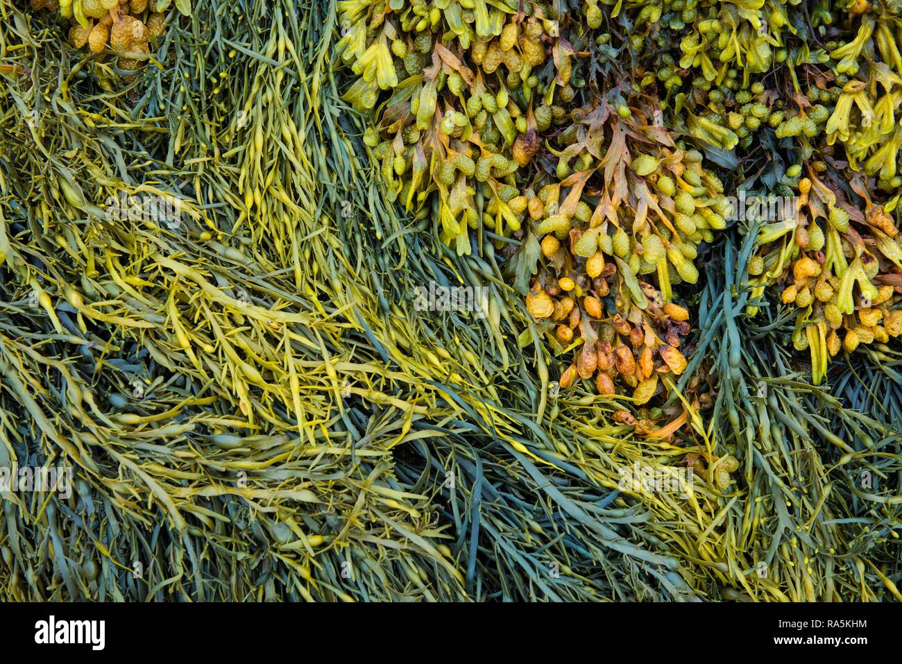 Marine algen -Fotos und -Bildmaterial in hoher Auflösung – Alamy