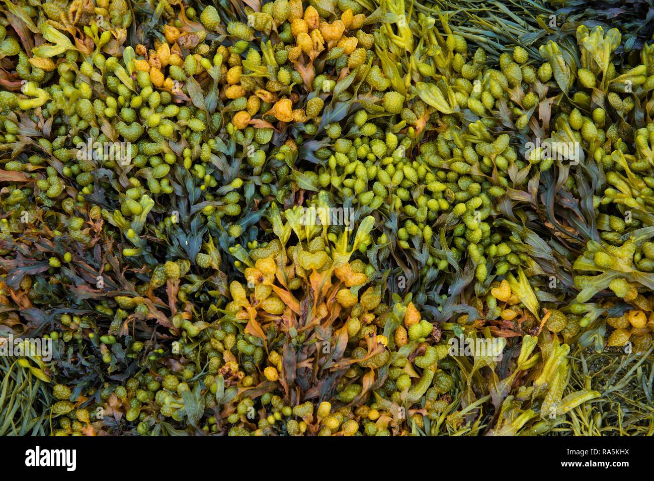 Verschiedene Meeresalgen, Spirale Rack (Fucus spiralis), kanalisiert ...