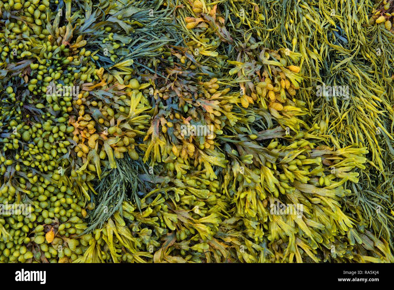 Verschiedene Meeresalgen, Spirale Rack (Fucus spiralis), kanalisiert ...