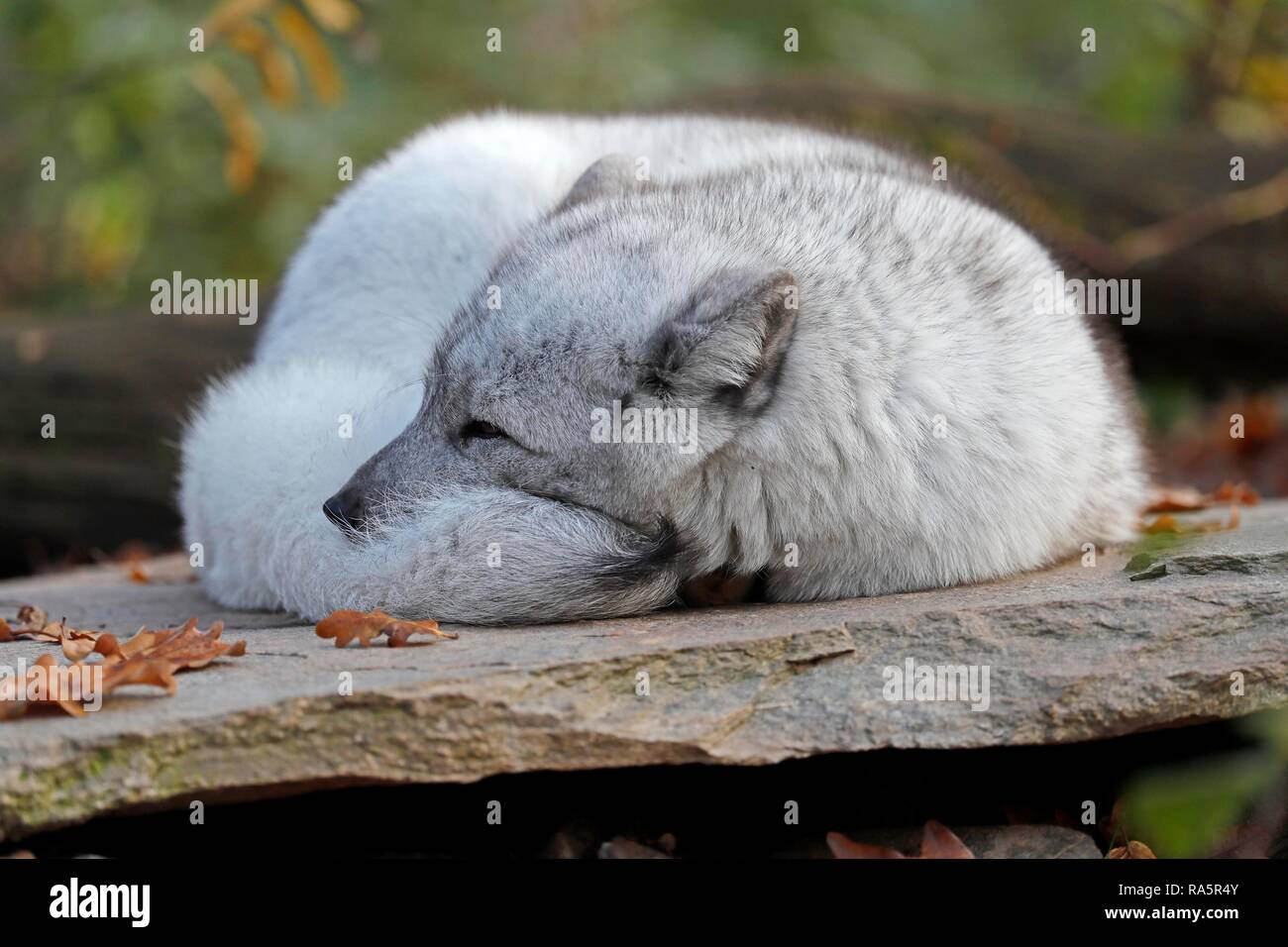 Polarfuchs (Alopex lagopus), liegt auf Stein, Captive, Deutschland ...
