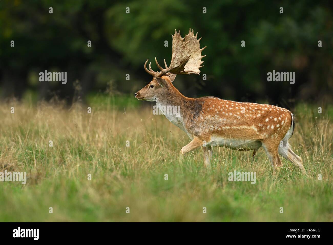 Walking stag -Fotos und -Bildmaterial in hoher Auflösung – Alamy