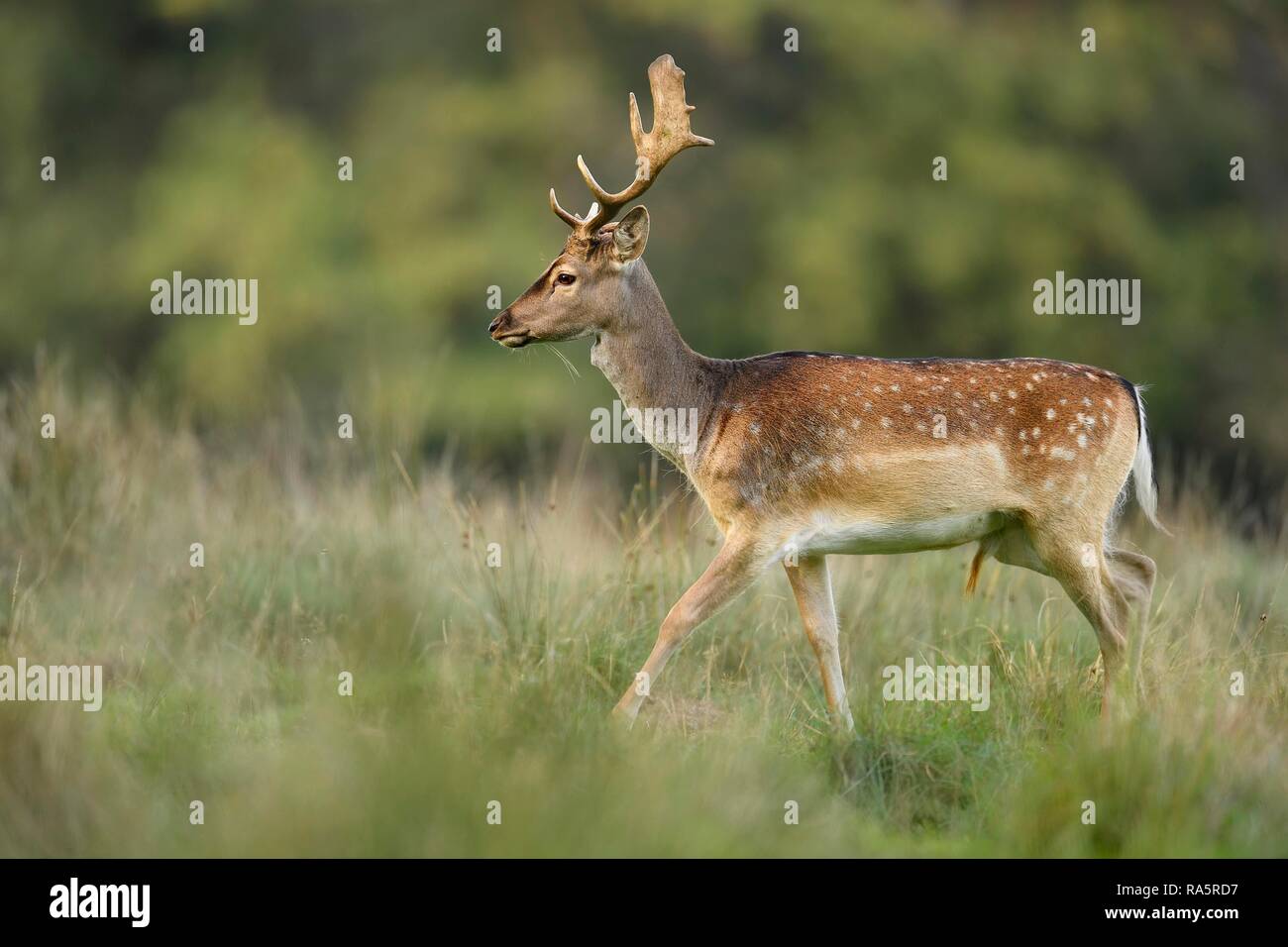 Damwild (Dama Dama), junge Rehe wandern in Wiese, jægersborg Deer Park ...