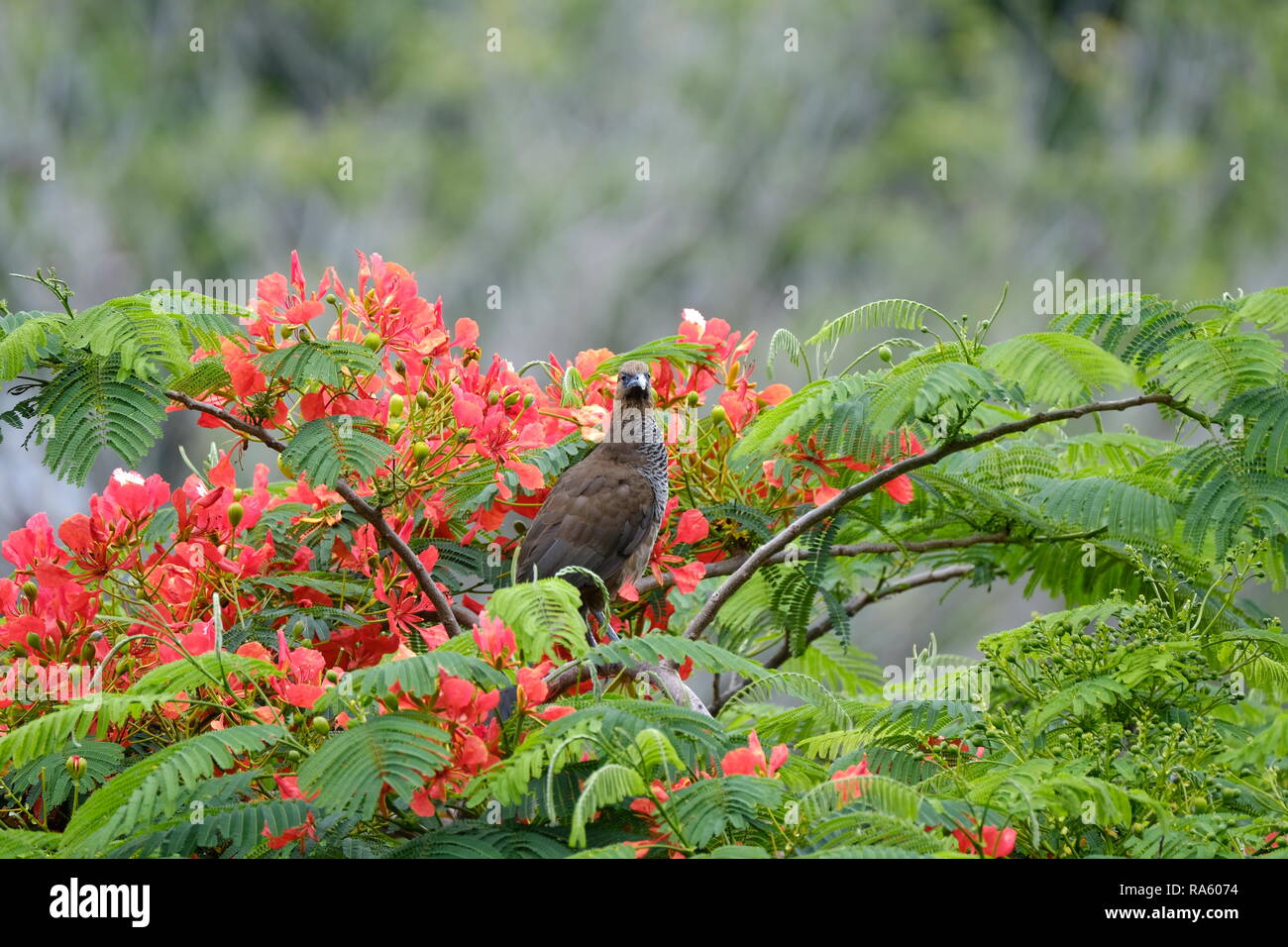 Fasanenartiger vogel -Fotos und -Bildmaterial in hoher Auflösung – Alamy