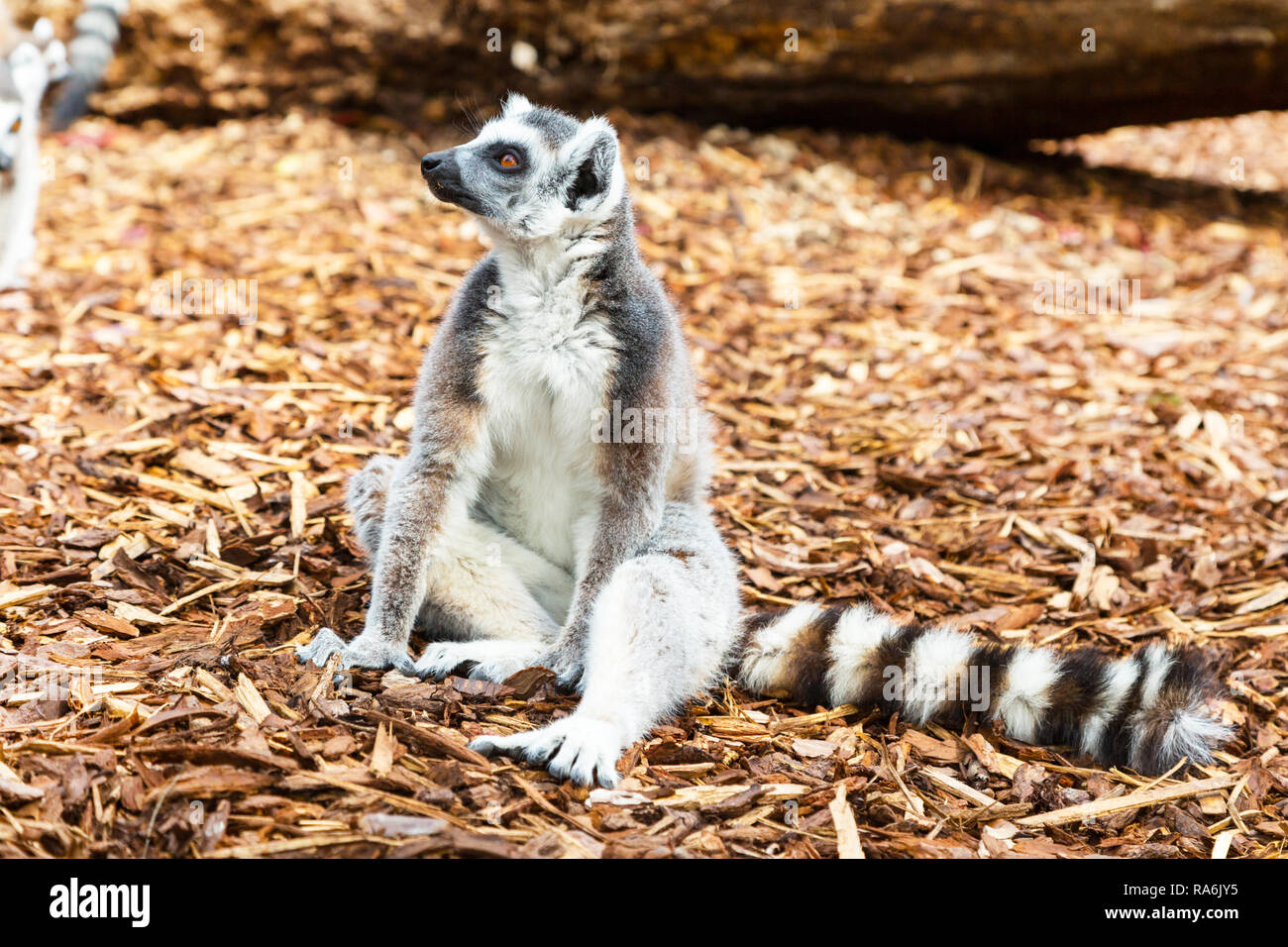 Funny Lemur Stockfotos und -bilder Kaufen - Alamy