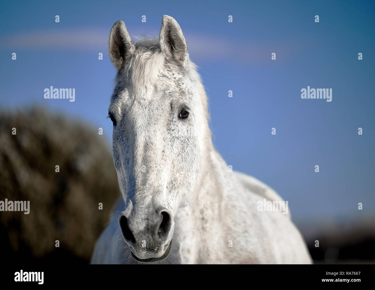 Pferde Spazieren Gehen Stockfotos und -bilder Kaufen - Alamy