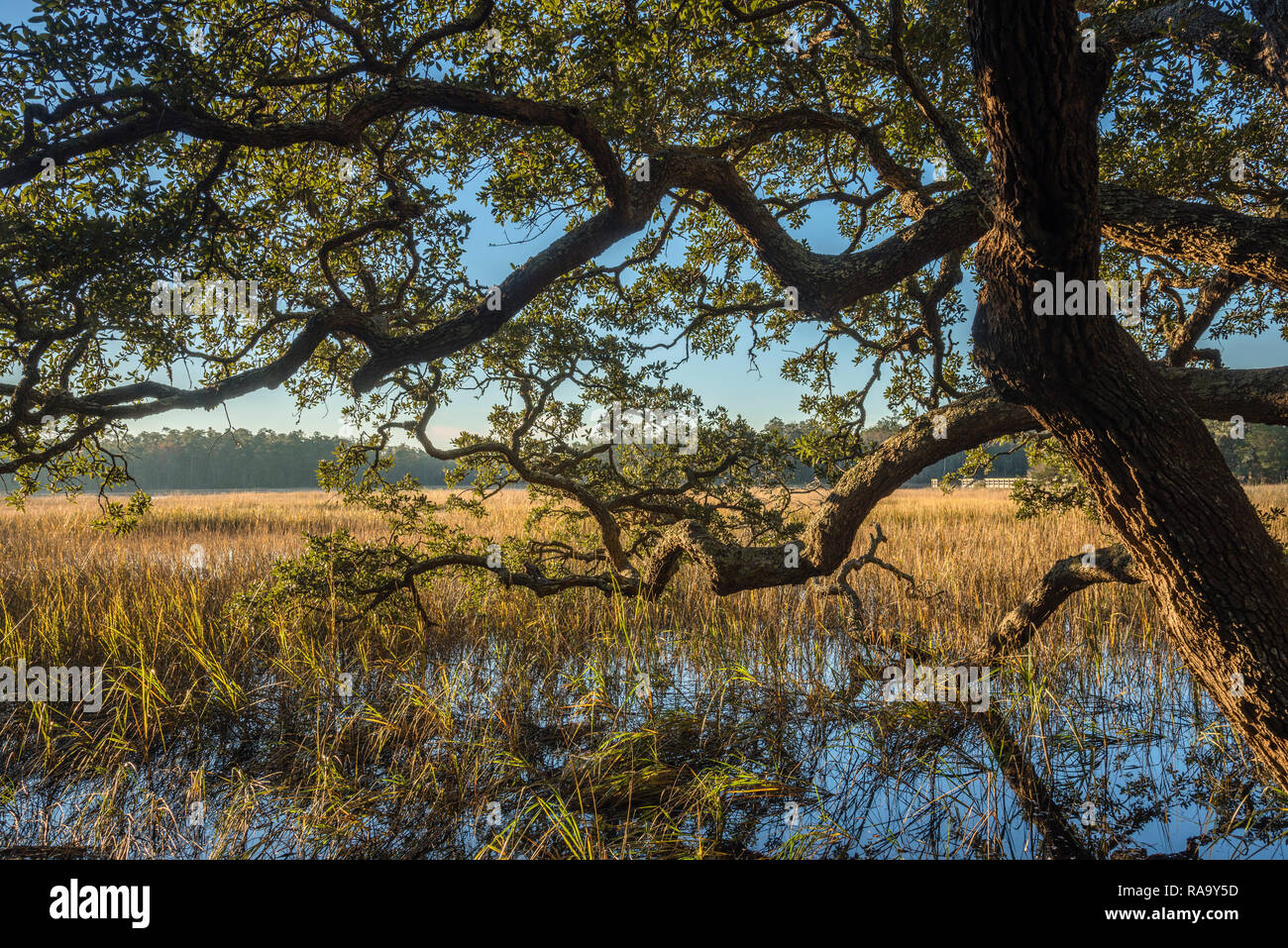 Marschland north carolina -Fotos und -Bildmaterial in hoher Auflösung ...