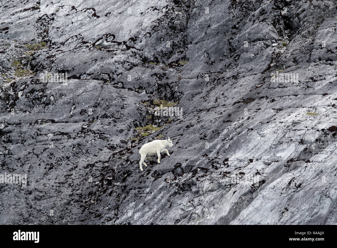 Eine wilde bergziege -Fotos und -Bildmaterial in hoher Auflösung – Alamy