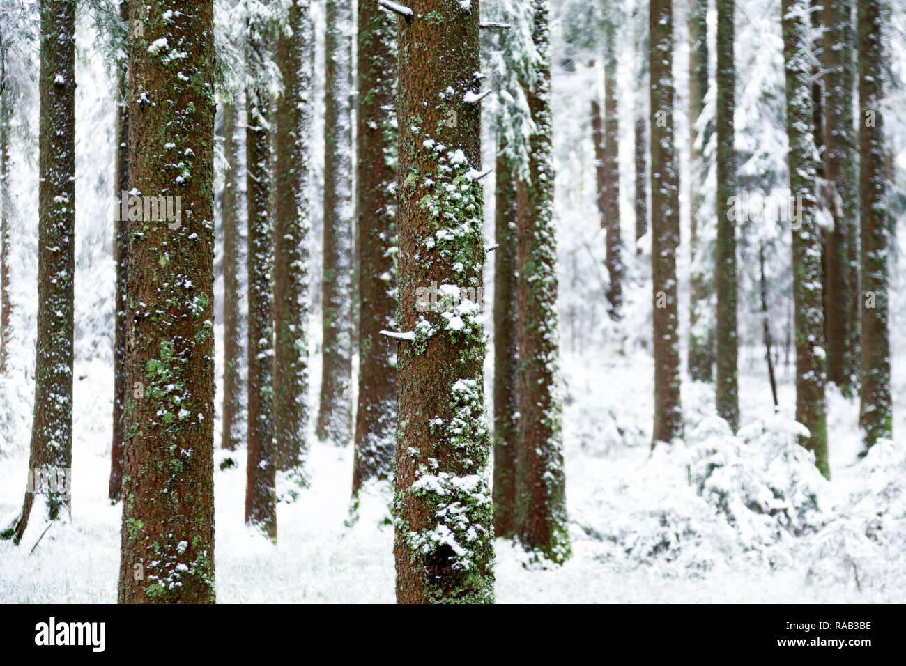 Hinterzarten Schwarzwald Stockfotos und -bilder Kaufen - Alamy