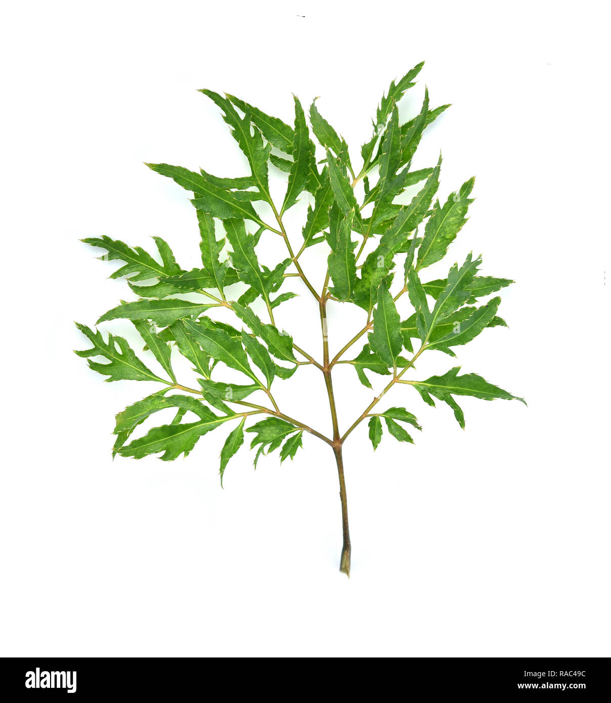 Ming aralia polyscias fruticosa -Fotos und -Bildmaterial in hoher ...