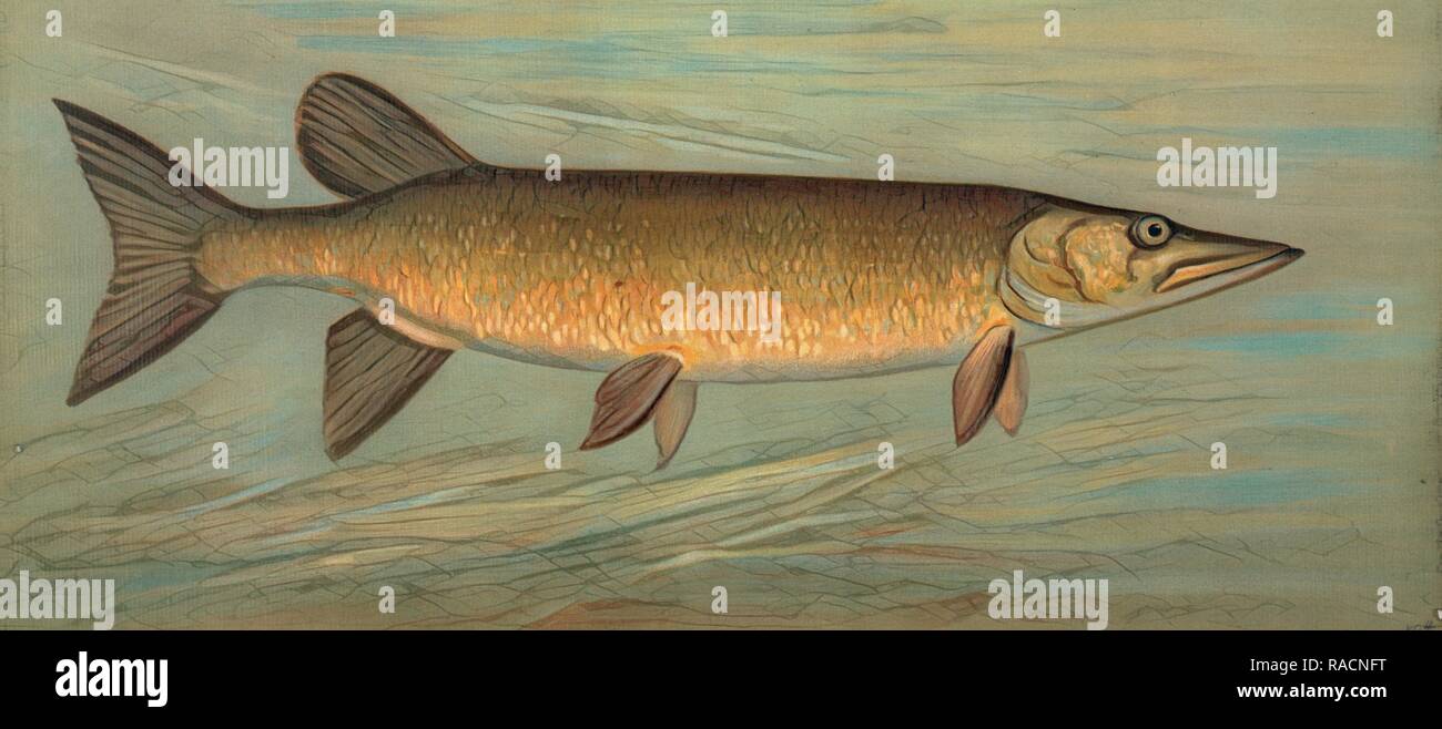 Fisch amblopliten rupestris -Fotos und -Bildmaterial in hoher Auflösung ...