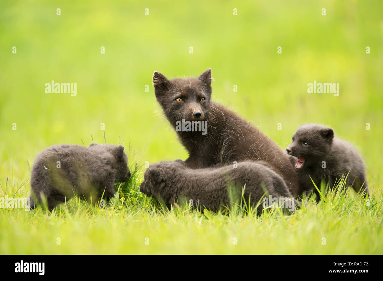 Mother with fox cub -Fotos und -Bildmaterial in hoher Auflösung – Alamy