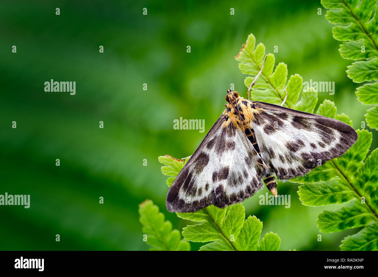 Dieses kleine Elster Motte (Anania hortulata) ruht auf einem Farn ...