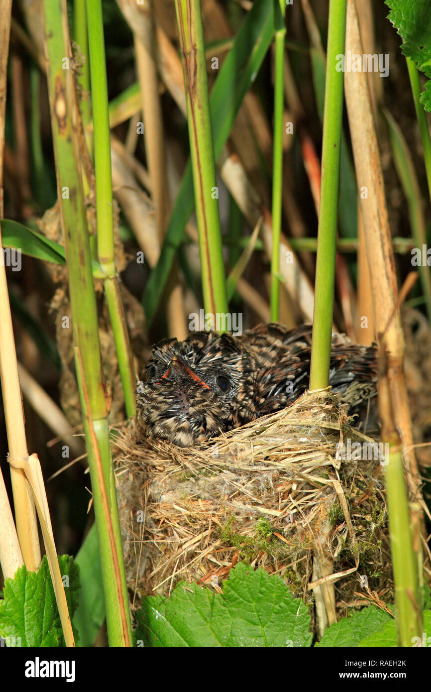 Kuckuck baby uk -Fotos und -Bildmaterial in hoher Auflösung – Alamy