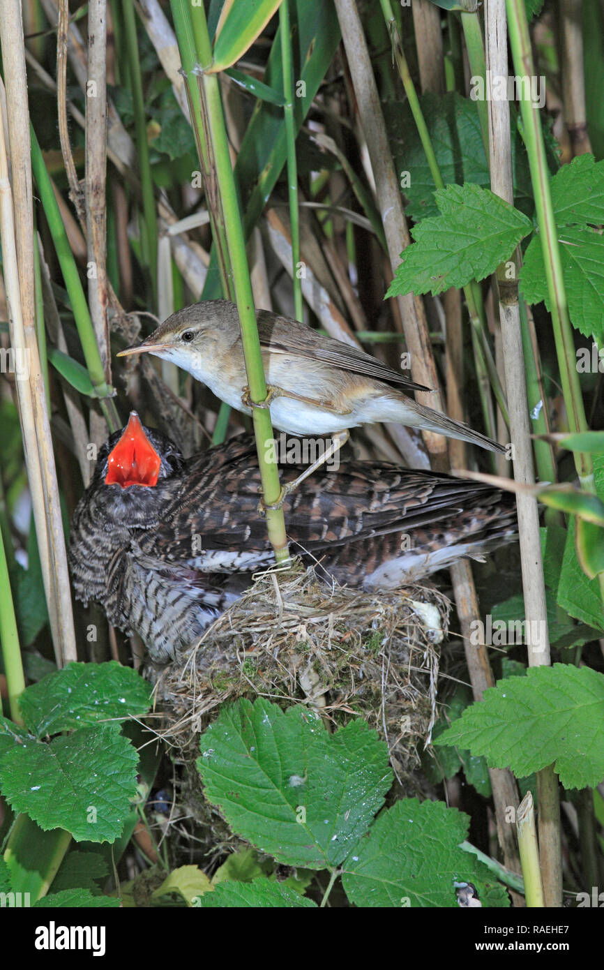 Kuckuck baby uk -Fotos und -Bildmaterial in hoher Auflösung – Alamy