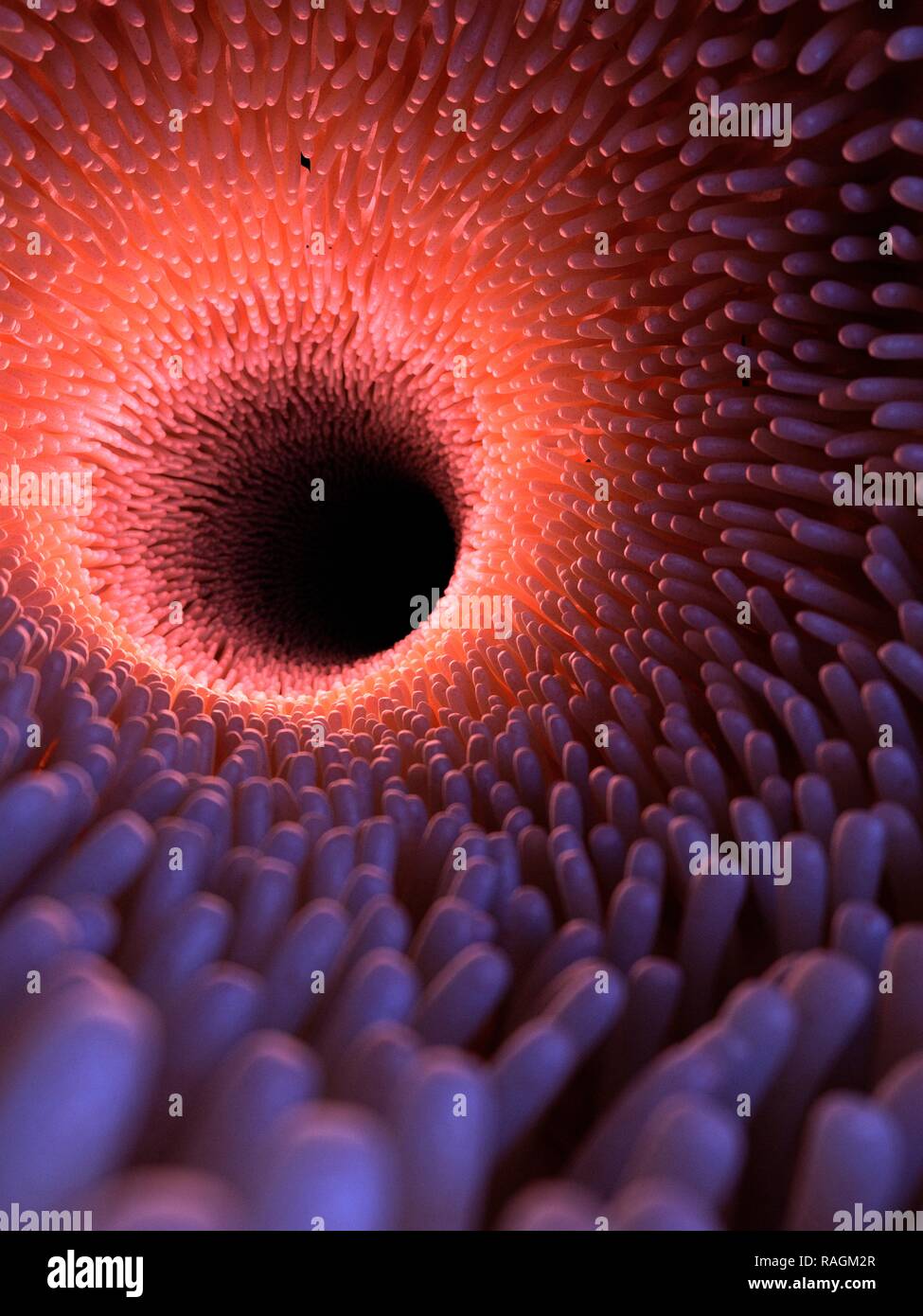 Villi Human Stockfotos und -bilder Kaufen - Seite 3 - Alamy