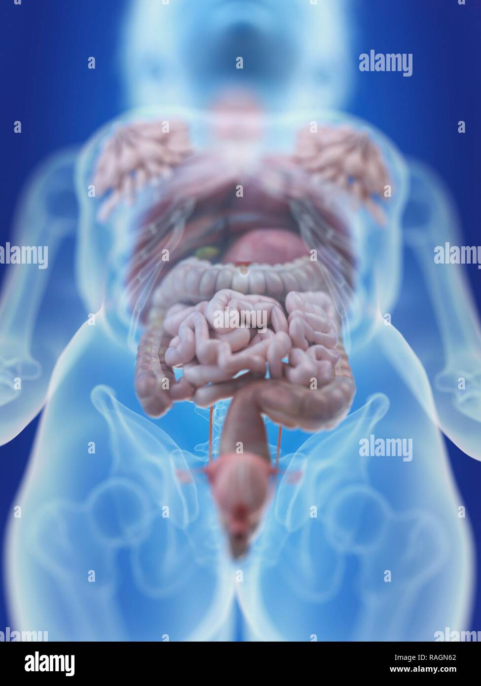 Bauchorgane frau -Fotos und -Bildmaterial in hoher Auflösung – Alamy